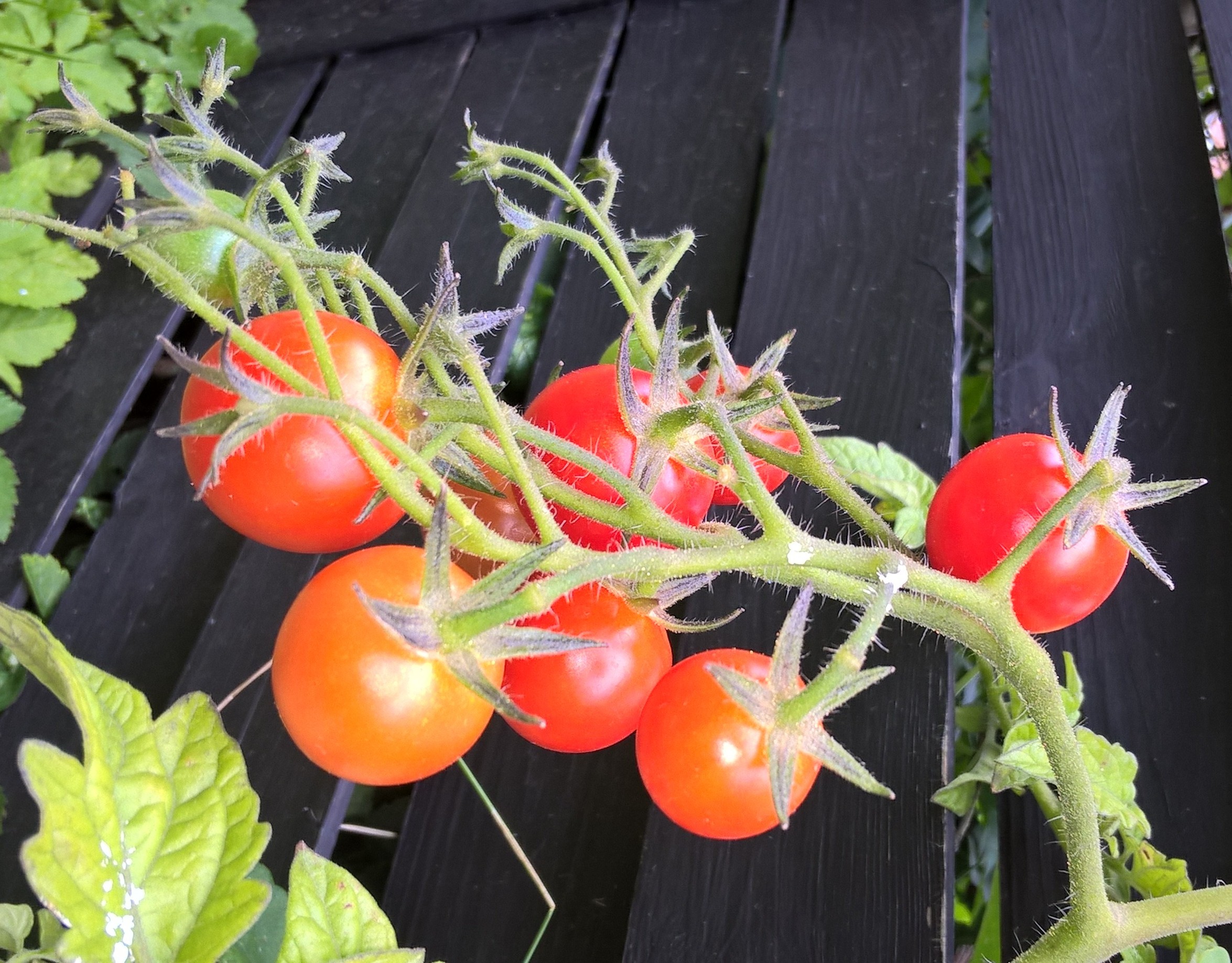 Tomater – SOFIES VERDEN